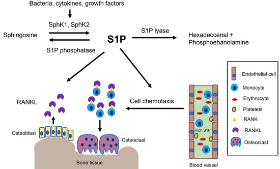Targeting S1PRs as a Therapeutic Strategy for Inflammatory Bone Loss ...