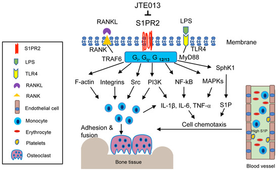 Targeting S1PRs as a Therapeutic Strategy for Inflammatory Bone Loss ...