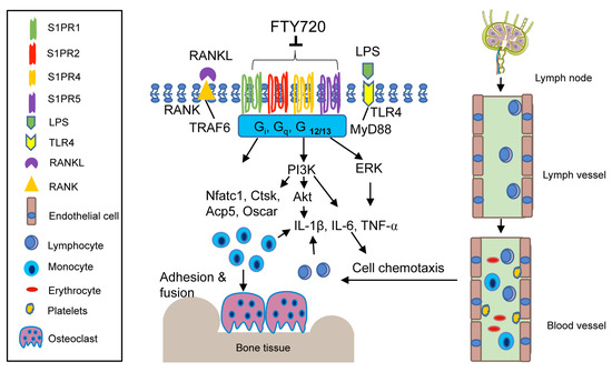 Targeting S1PRs as a Therapeutic Strategy for Inflammatory Bone Loss ...