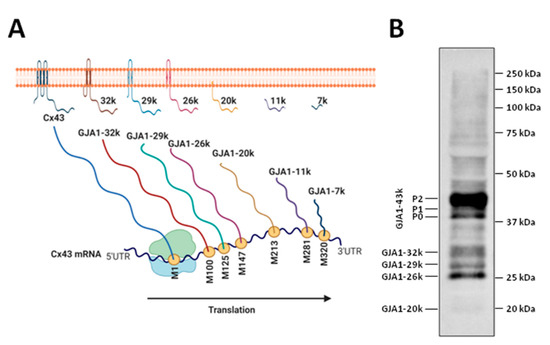 IJMS | Free Full-Text | Connexins in the Heart: Regulation, Function ...