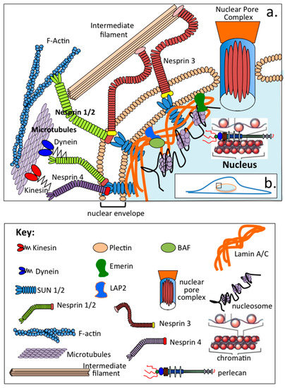 What Are the Potential Roles of Nuclear Perlecan and Other Heparan ...