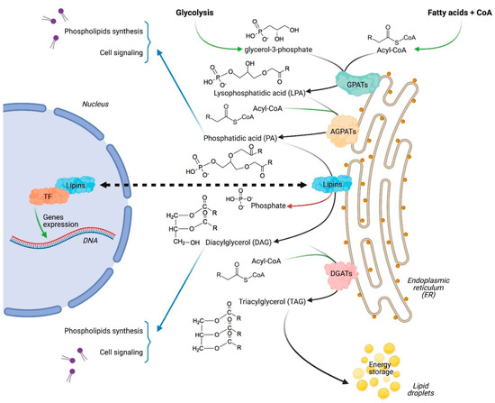 Lipin-1, a Versatile Regulator of Lipid Homeostasis, Is a Potential ...