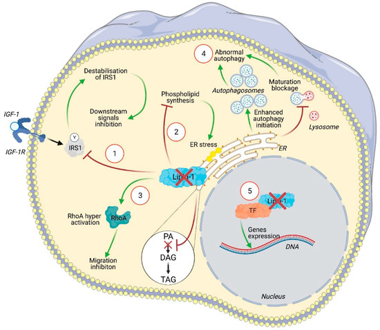 Lipin-1, a Versatile Regulator of Lipid Homeostasis, Is a Potential ...
