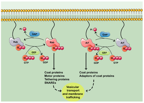 Small GTPases of the Rab and Arf Families: Key Regulators of ...