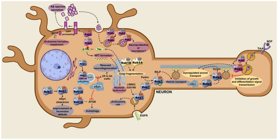 Small GTPases of the Rab and Arf Families: Key Regulators of ...