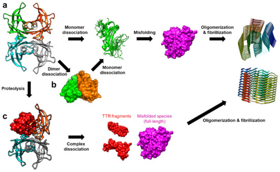 Transthyretin Misfolding, A Fatal Structural Pathogenesis Mechanism