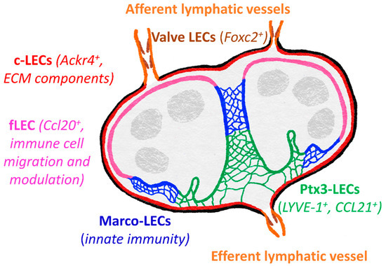In Sickness and in Health: The Immunological Roles of the Lymphatic System