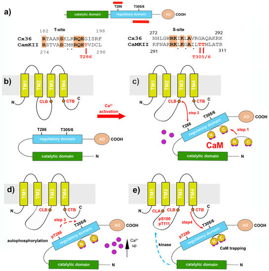 IJMS | Free Full-Text | The Roles of Calmodulin and CaMKII in Cx36 Plasticity