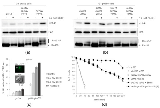 Complex Mechanisms of Antimony Genotoxicity in Budding Yeast Involves ...
