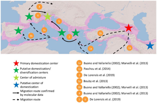 Back to the Origins: Background and Perspectives of Grapevine Domestication