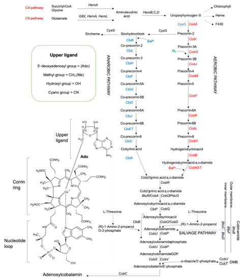 Microbial and Genetic Resources for Cobalamin (Vitamin B12 ...