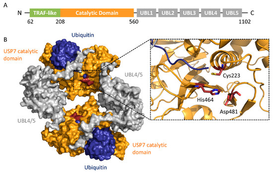 Advances in the Development Ubiquitin-Specific Peptidase (USP) Inhibitors