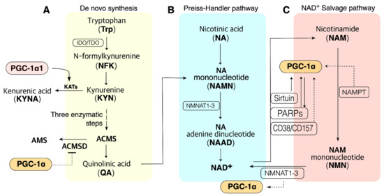 Role of PGC-1α in the Mitochondrial NAD+ Pool in Metabolic Diseases