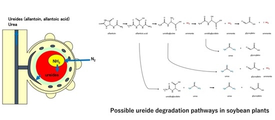 IJMS | Free Full-Text | Application of Nitrate, Ammonium, or Urea ...