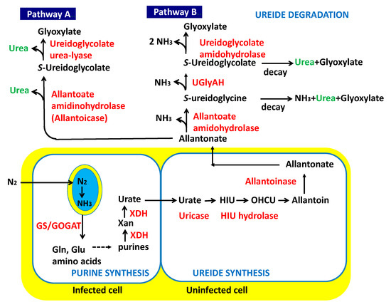 Application of Nitrate, Ammonium, or Urea Changes the Concentrations of ...
