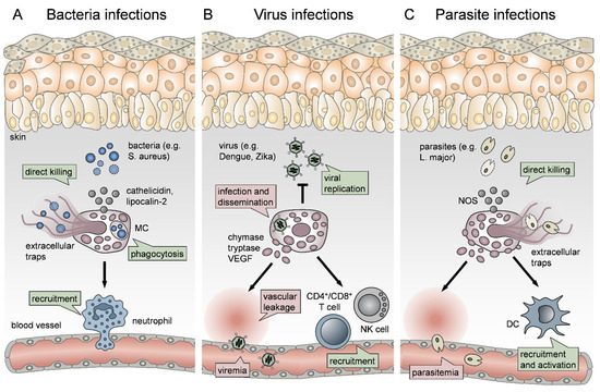 Mast Cells in the Skin: Defenders of Integrity or Offenders in ...