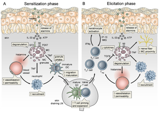 Mast Cells in the Skin: Defenders of Integrity or Offenders in ...