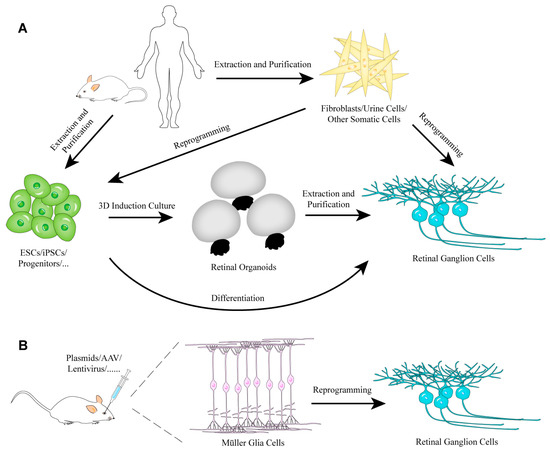Advances in Regeneration of Retinal Ganglion Cells and Optic Nerves