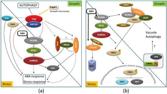 Control of ABA Signaling and Crosstalk with Other Hormones by the ...