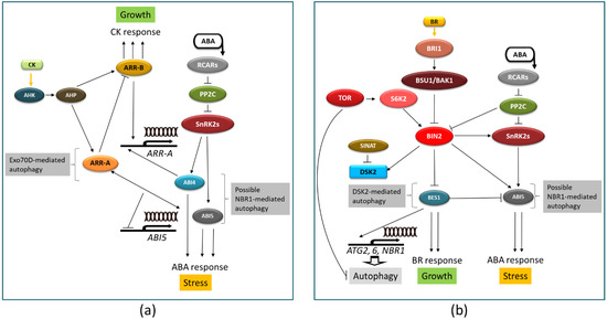 Control of ABA Signaling and Crosstalk with Other Hormones by the ...