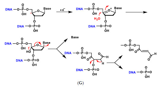The Chemistry of Reactive Oxygen Species (ROS) Revisited: Outlining ...