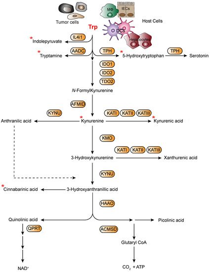 Tryptophan Metabolites at the Crossroad of Immune-Cell Interaction via ...