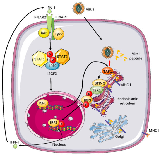 Broadly Antiviral Activities of TAP1 through Activating the TBK1-IRF3 ...