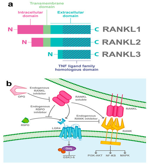 The Role of LGR4 (GPR48) in Normal and Cancer Processes
