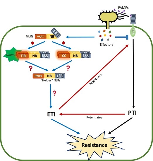 IJMS | Free Full-Text | Recent Advances in Effector-Triggered Immunity ...