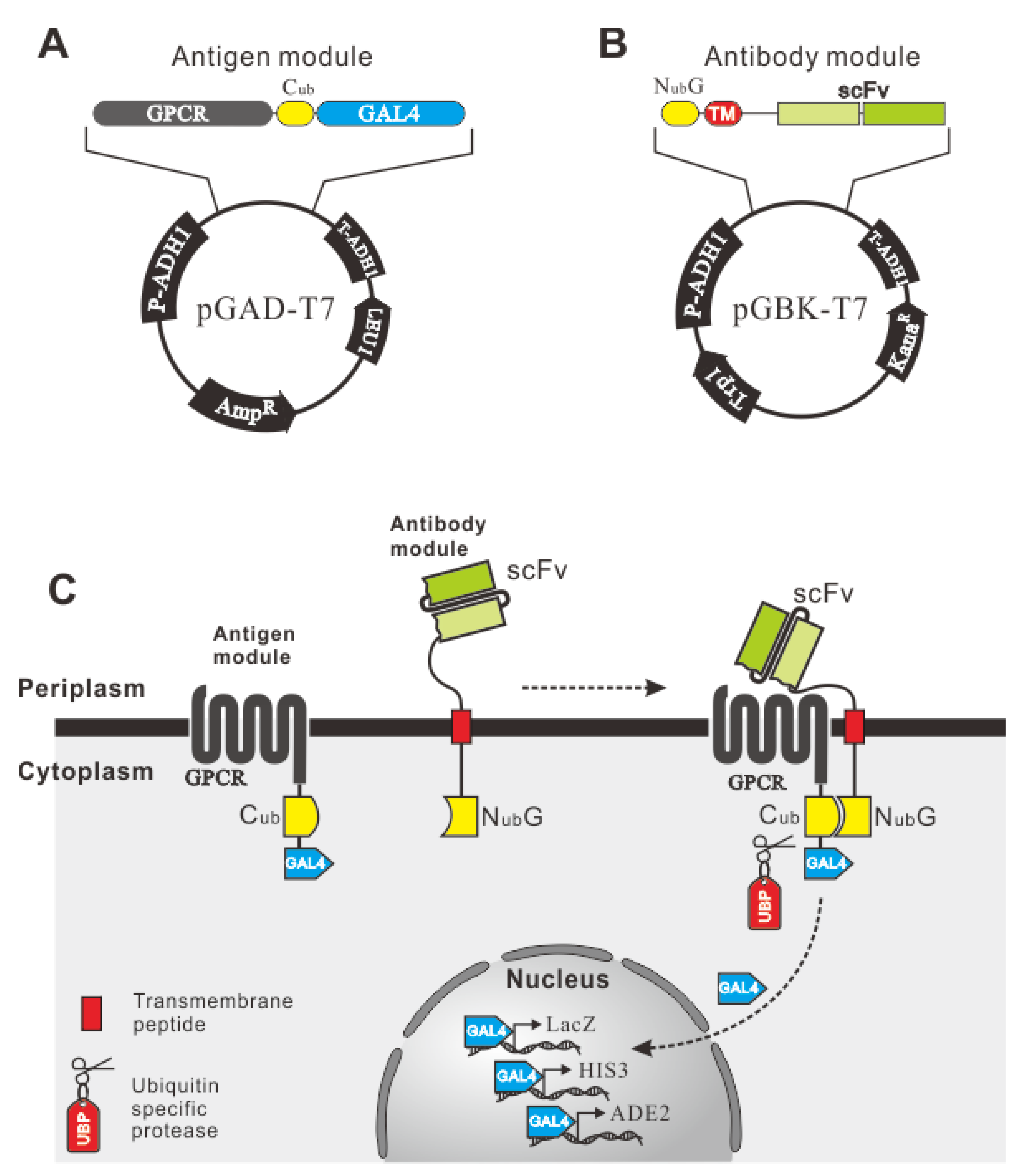 Development of an Antigen-Antibody Co-Display System for Detecting ...