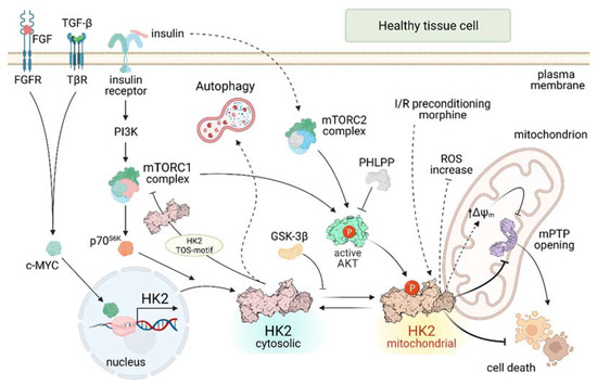 Hexokinase 2 in Cancer: A Prima Donna Playing Multiple Characters