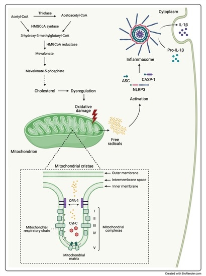 IJMS | Free Full-Text | MitoQ Is Able to Modulate Apoptosis and ...