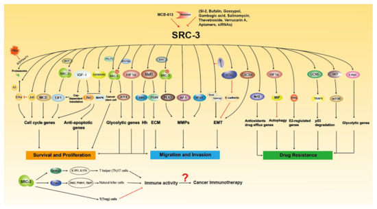 SRC-3, a Steroid Receptor Coactivator: Implication in Cancer