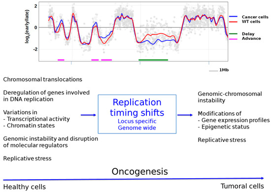 Replication Stress, Genomic Instability, and Replication Timing: A ...