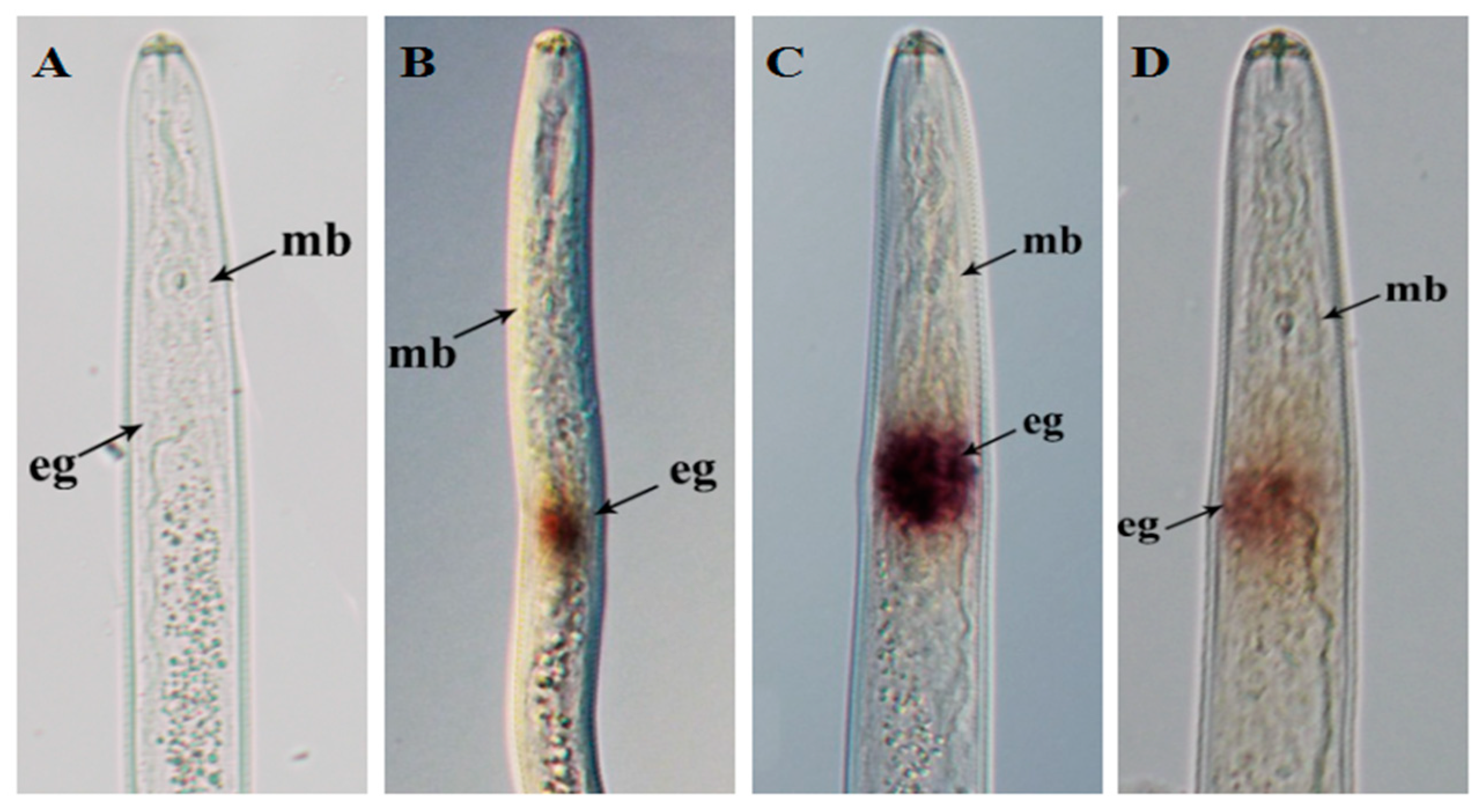 A Venom Allergen-Like Protein, RsVAP, the First Discovered Effector ...