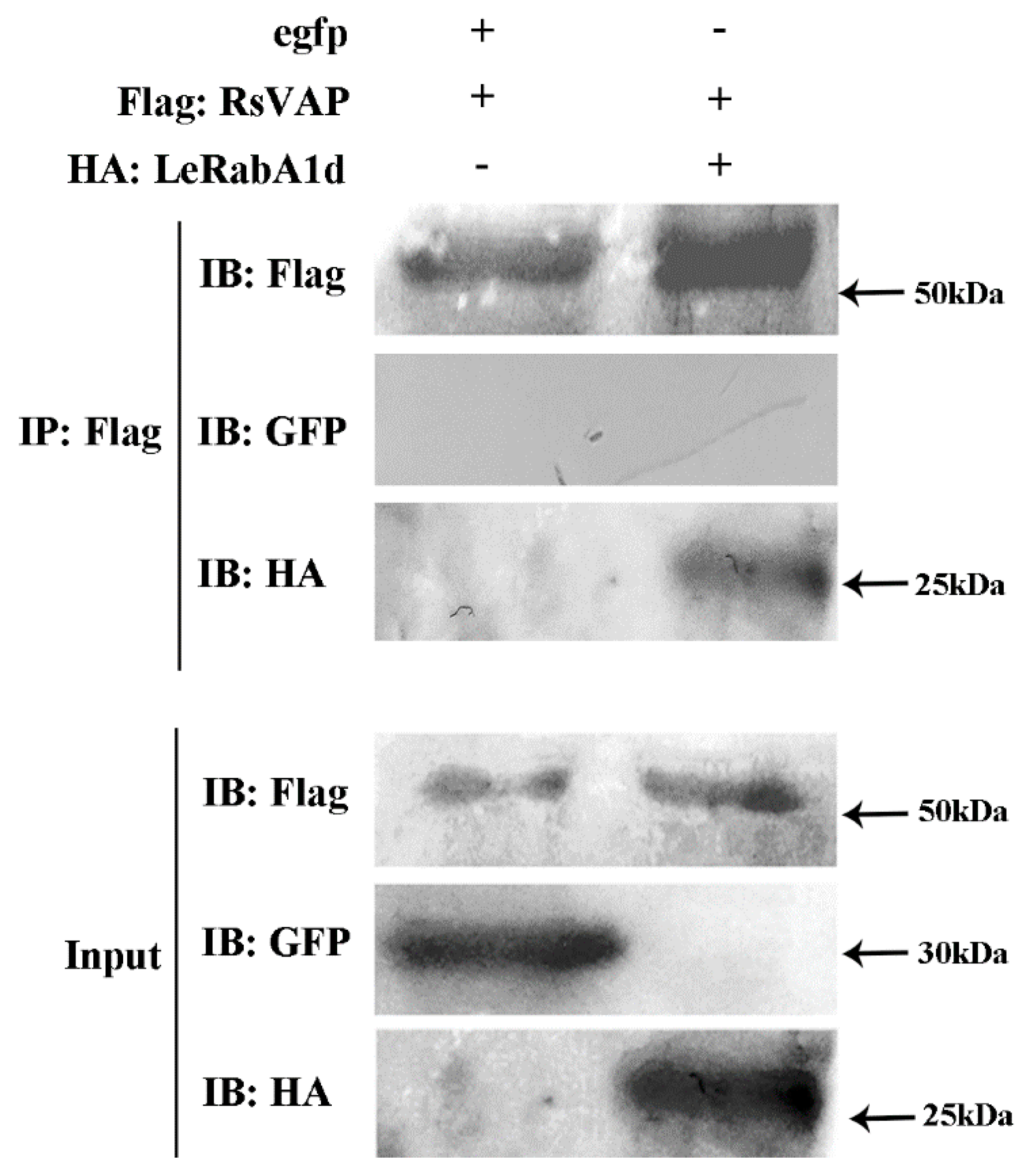 A Venom Allergen-Like Protein, RsVAP, the First Discovered Effector ...