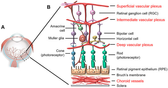Concurrent Physiological and Pathological Angiogenesis in Retinopathy ...
