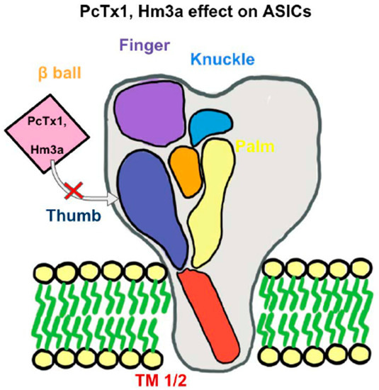 Acid-Sensing Ion Channels and Mechanosensation