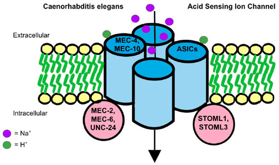 Acid-Sensing Ion Channels and Mechanosensation
