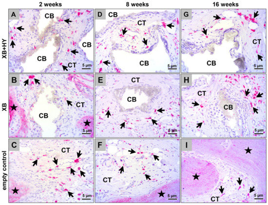 In Vivo Analysis of the Biocompatibility and Bone Healing Capacity of a ...