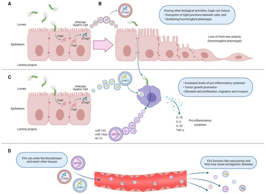 Helicobacter pylori Outer Membrane Vesicles and Extracellular Vesicles ...
