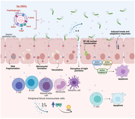 Ijms Free Full Text Helicobacter Pylori Outer Membrane Vesicles And