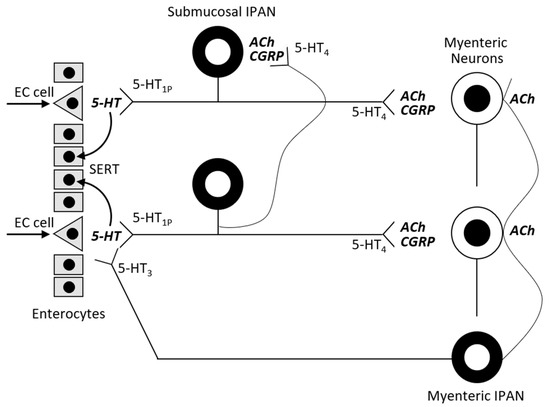 Serotonin—Its Synthesis and Roles in the Healthy and the Critically Ill