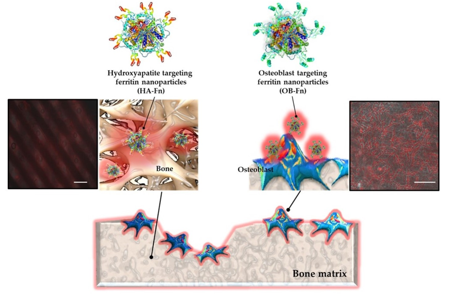 IJMS | Free Full-Text | Genetically Modified Ferritin Nanoparticles ...