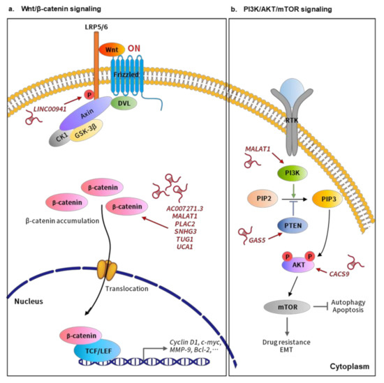 IJMS | Free Full-Text | Long Non-Coding RNAs as Functional Codes for ...