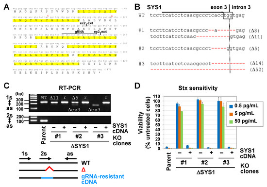IJMS | Free Full-Text | Identification of SYS1 as a Host Factor ...