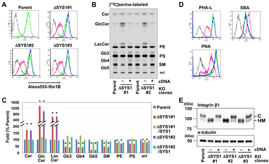 IJMS | Free Full-Text | Identification of SYS1 as a Host Factor ...