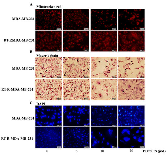 Activated ERK Signaling Is One of the Major Hub Signals Related to the ...