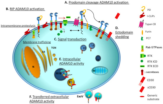 ADAM10 Site-Dependent Biology: Keeping Control of a Pervasive Protease