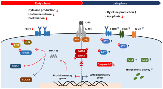 IL-10 in Mast Cell-Mediated Immune Responses: Anti-Inflammatory and Proinflammatory Roles